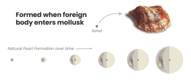 Pearl Origins and Differences: A Comprehensive Guide – Online Jewellery ...